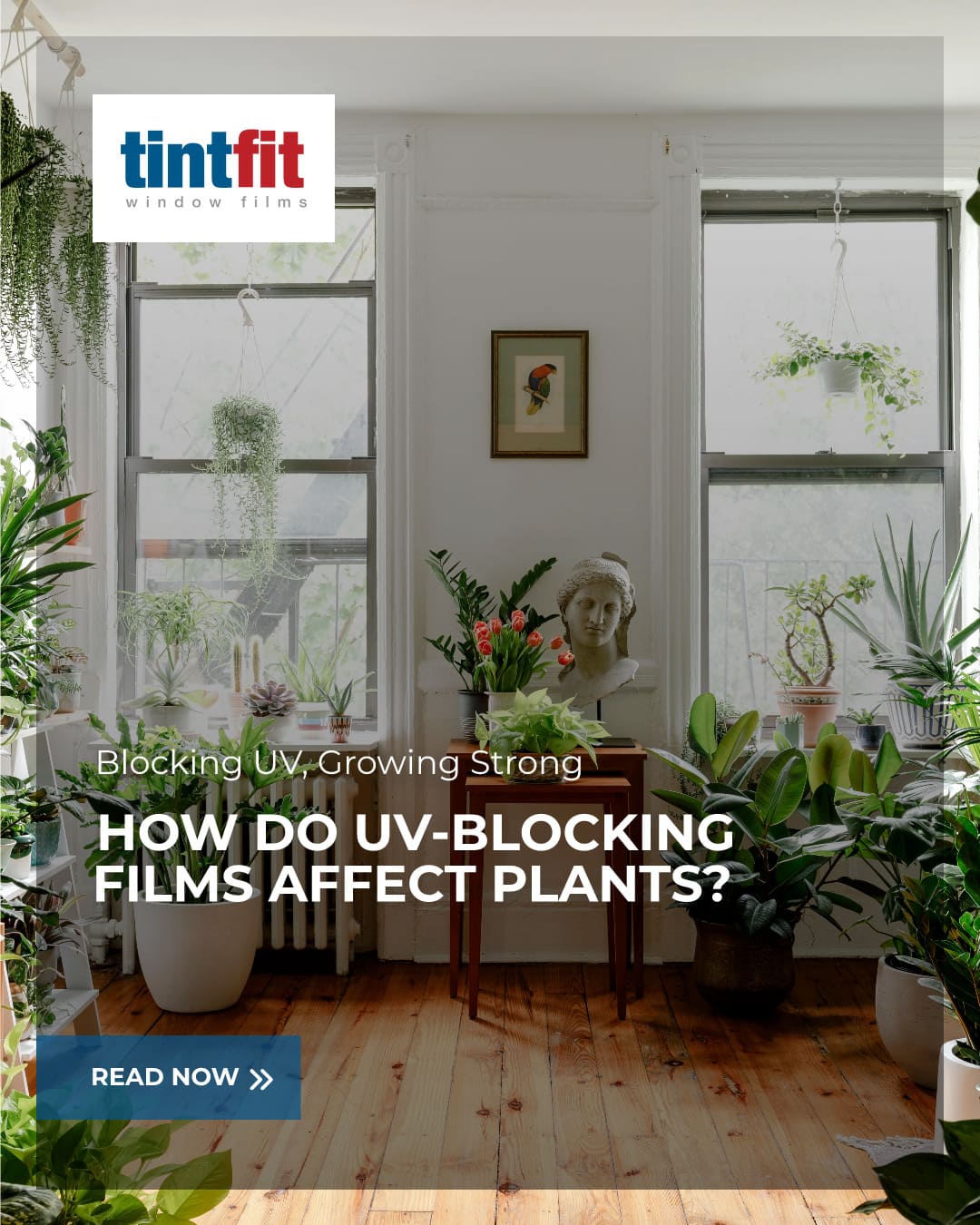 How do UV blocking window films affect plants? - Tintfit Window Films